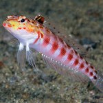 Reef Islands, Atolls… A Look at Kiribati’s Geography. – My Virtual ...