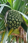 Reef Islands, Atolls… A Look at Kiribati’s Geography. – My Virtual ...